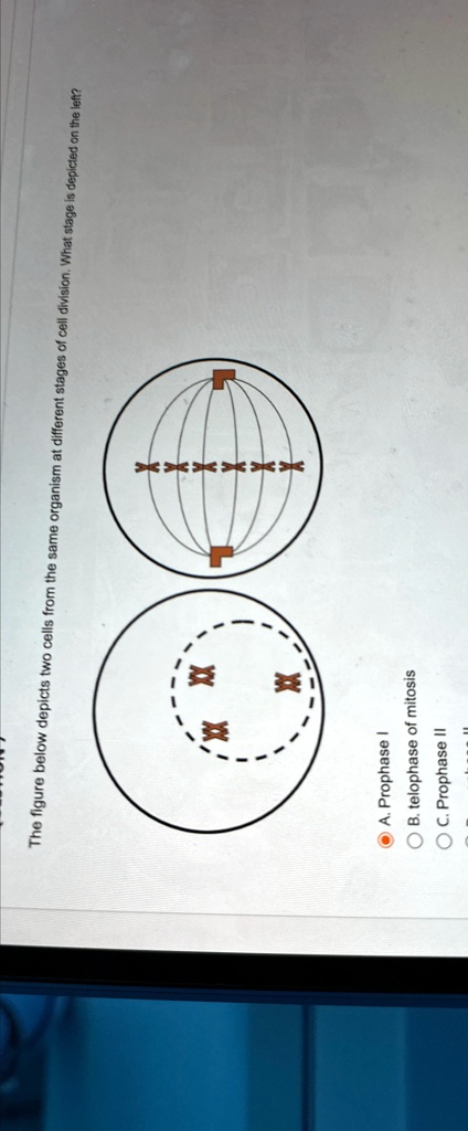The figure below depicts two cells from the same organism at different ...