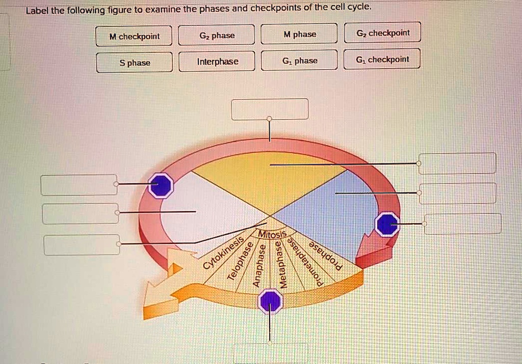 Label the following figure to examine the phases and checkpoints of the ...