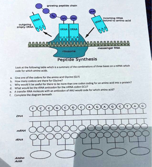 SOLVED: Growing peptide chain Incoming tRNA bound to amino acid ...