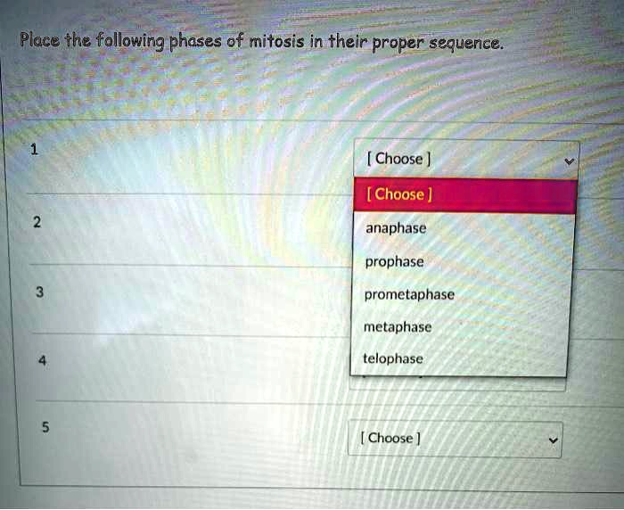 SOLVED: Place the following phases of mitosis in their proper sequence ...