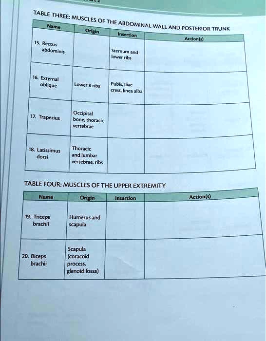 TABLE THREE: MUSCLES OF THE ABDOMINAL WALL AND POSTERIOR TRUNK Name ...