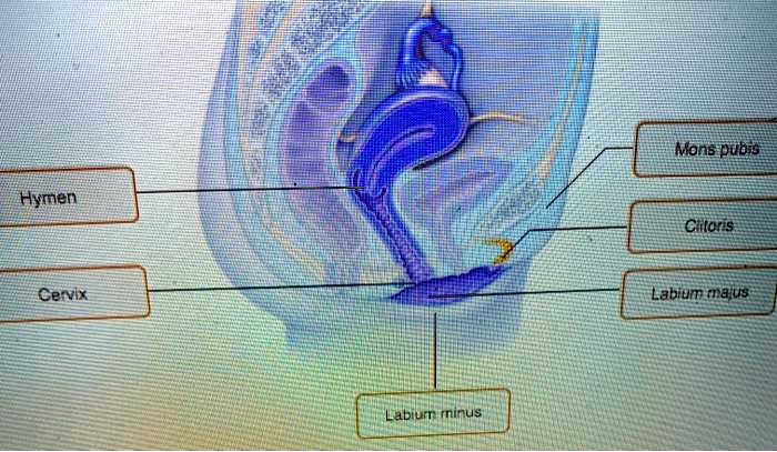 SOLVED: Mons pubis Hymen Clitoris Cervix Labium majus Labium minus