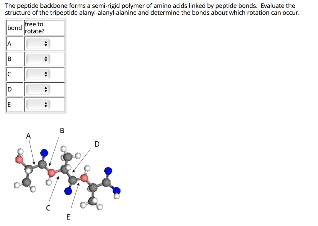 SOLVED: The answer is weird what is it? The peptide backbone forms a ...