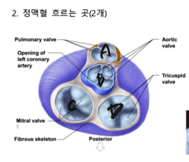 SOLVED: 22H Pulmonary valve Aortic valve Opening of left coronary ...