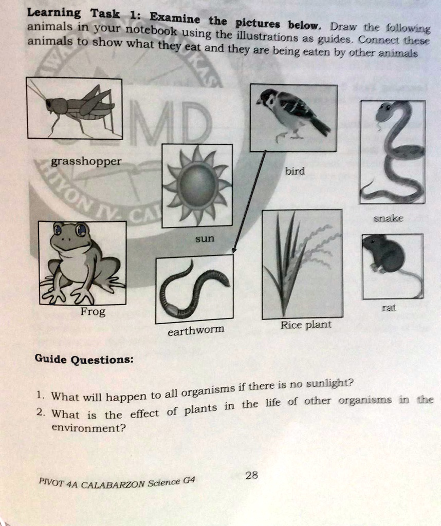 Learning Task 1: Examine the pictures below. Draw the following animals ...
