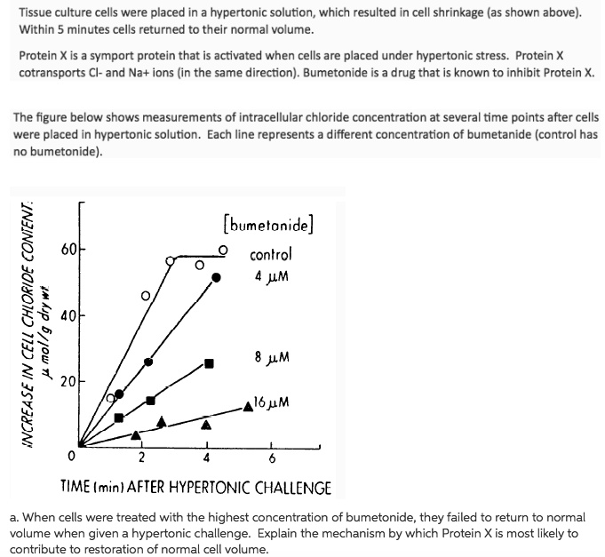 tissue culture cells were placed in hypertonic solution which resulted in cell shrinkage as ...