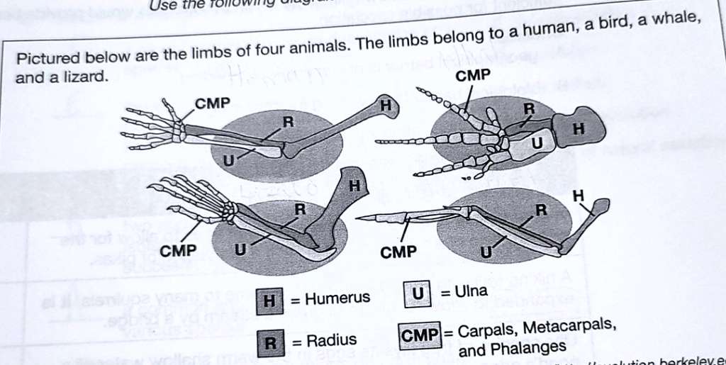 SOLVED: A common ancestor is shared by the animals in the image. What ...