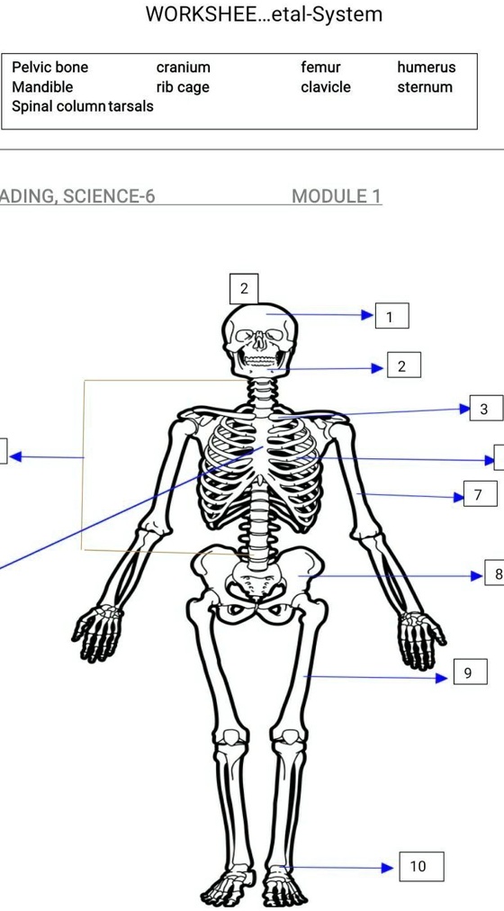 Pelvic bone Mandible WORKSHEE...etal-System Spinal column tarsals ...