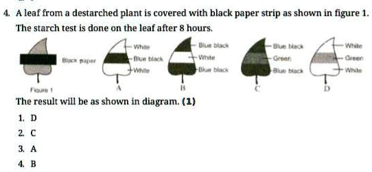 SOLVED: A leaf from a destarched plant is covered with black paper ...