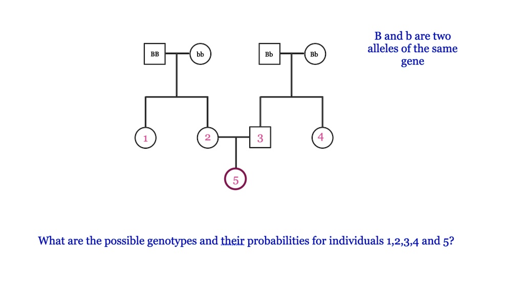 band b are two alleles of the same gene what are the possible genotypes ...