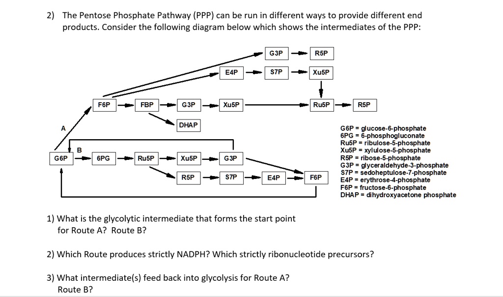 SOLVED: The Pentose Phosphate Pathway (PPP) can be run in different ...