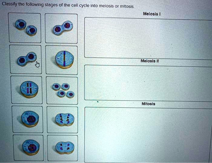 SOLVED: Classify the following stages of the cell cycle into meiosis or mitosis: Meiosis: Mitosis