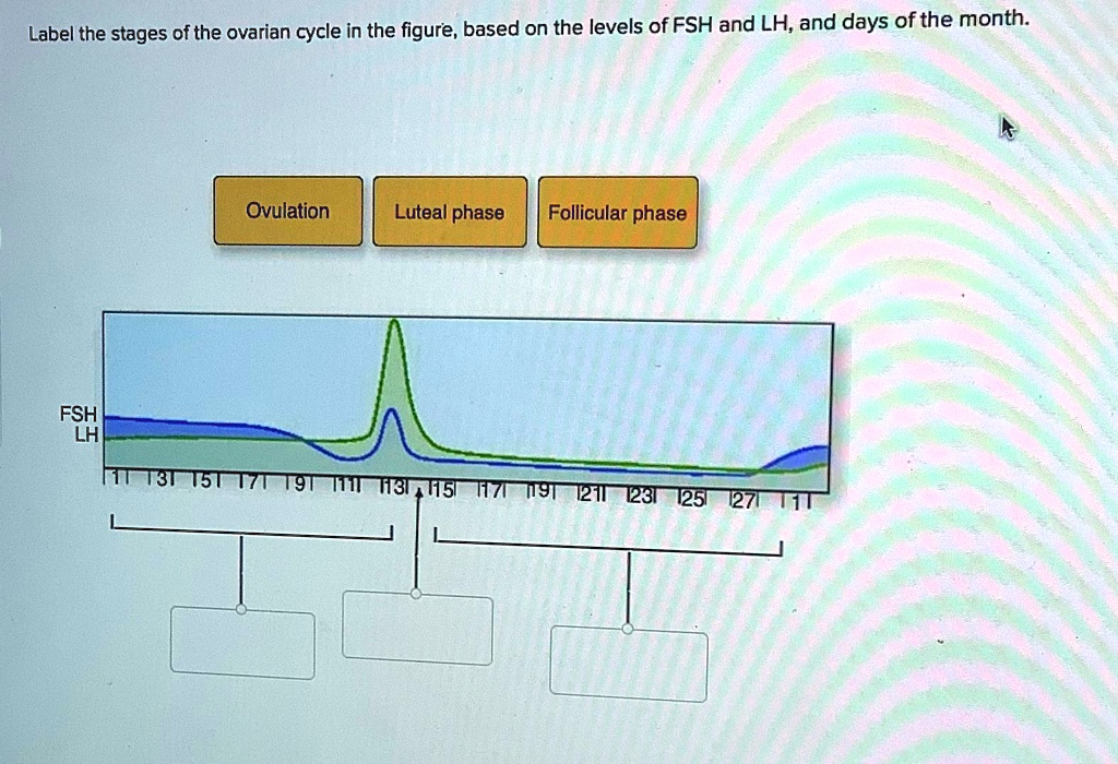 SOLVED: Label the stages of the ovarian cycle in the figure, based on ...