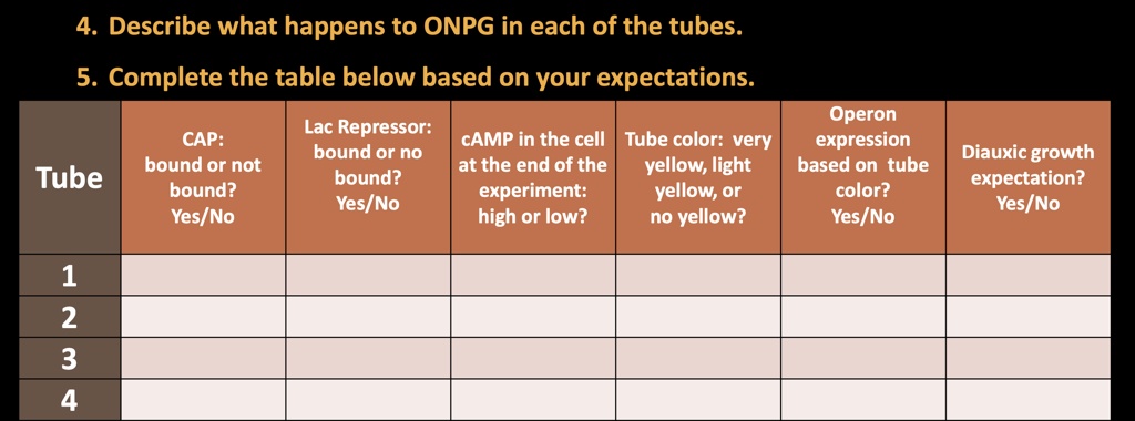 SOLVED: 4 Describe what happens to ONPG in each of the tubes. 5 ...