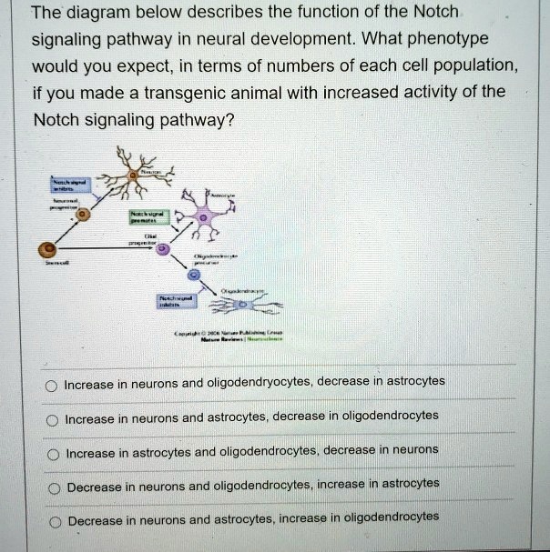 SOLVED:The diagram below describes the function of the Notch signaling ...