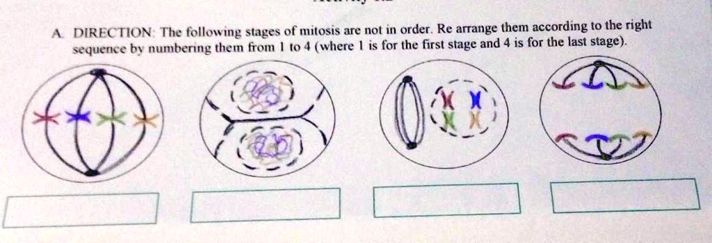 SOLVED: The following stages of mitosis are not in order. Rearrange ...