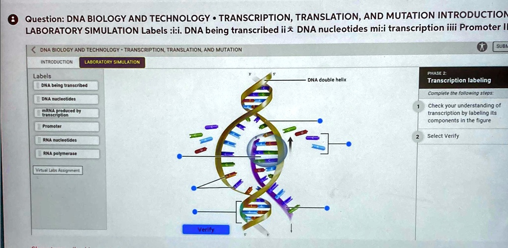 Question: DNA BIOLOGY AND TECHNOLOGY TRANSCRIPTION, TRANSLATION, AND ...