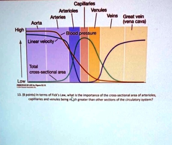capillaries arterioles venules arteries veins great vein aorta vena ...