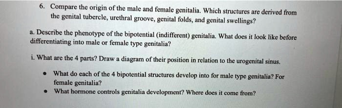 SOLVED: 6. Compare the origin of the male and female genitalia. Which ...