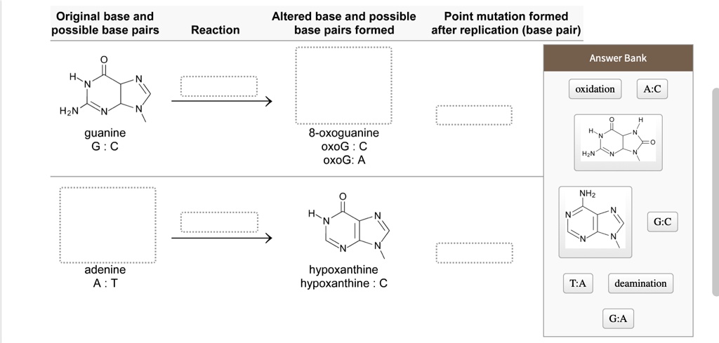 SOLVED: Original base and possible base pairs Altered base and possible ...