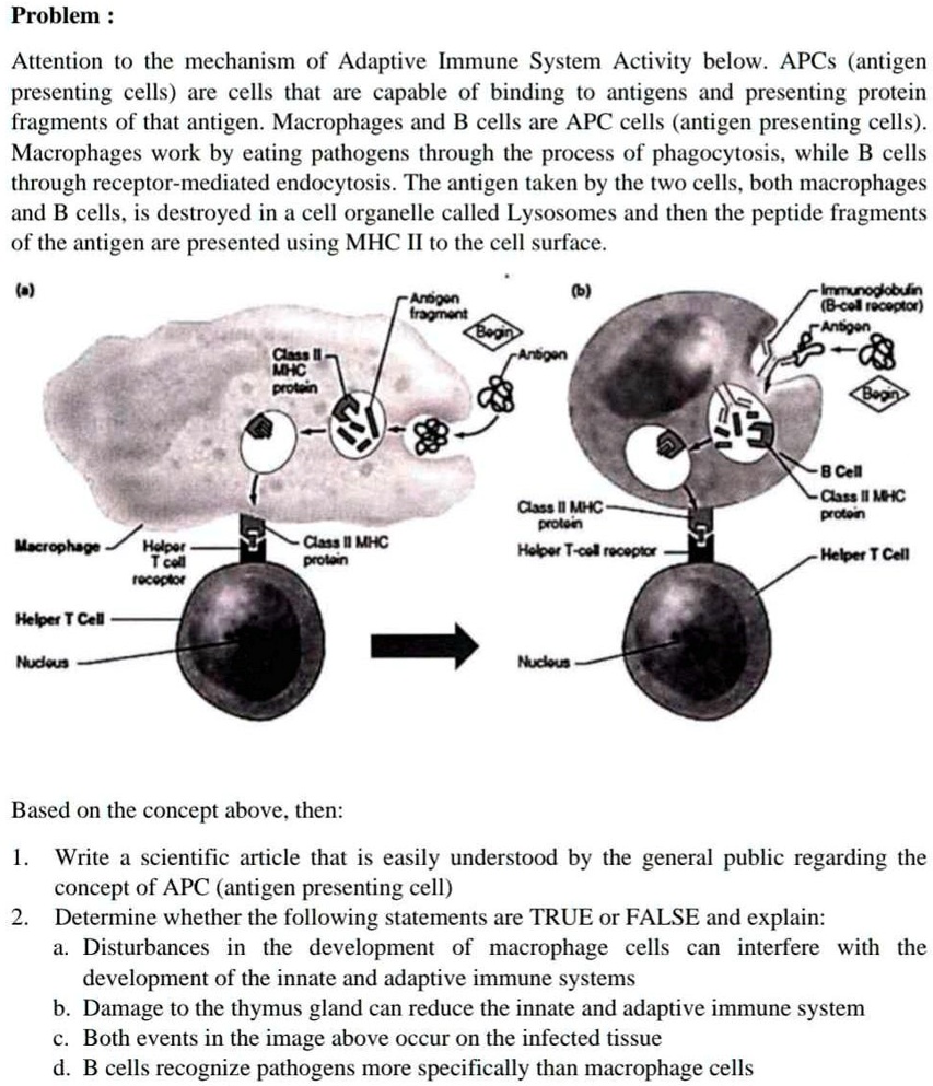 Attention to the mechanism of Adaptive Immune System Activity below ...