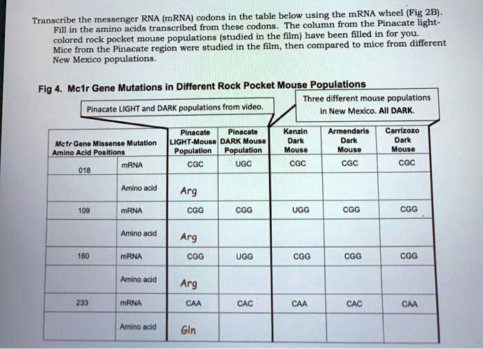 SOLVED: Transcribe the messenger RNA (mRNA) codons in the table below ...