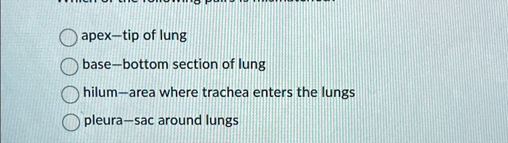apex-tip of lung base-bottom section of lung hilum-area where trachea ...