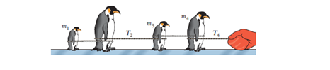 SOLVED: The figure shows four penguins that are being playfully pulled ...