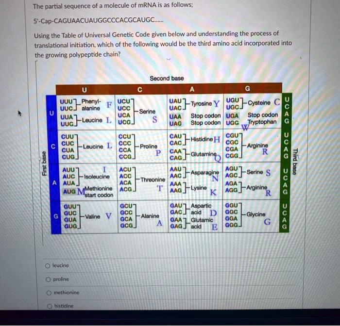 SOLVED: The partial sequence of molecule of mRNA is as follows; 5'Cap-CAGUAACUAUGGCCCACGCAUGC ...