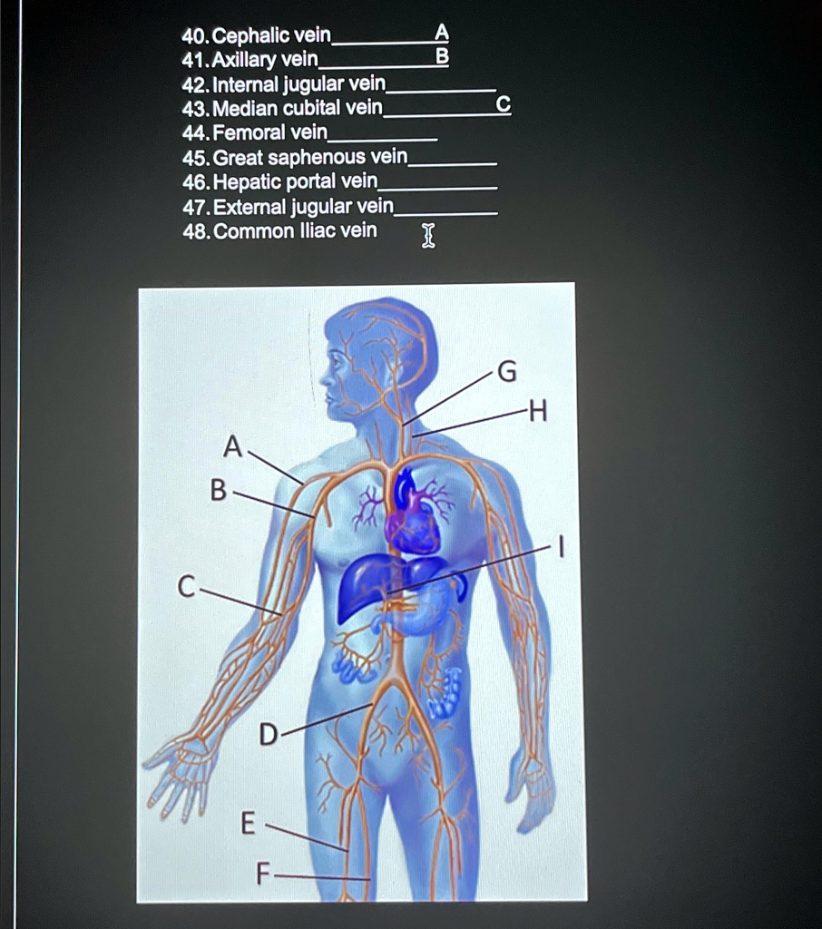 Cephalic vein Axillary vein Internal jugular vein Median cubital vein ...