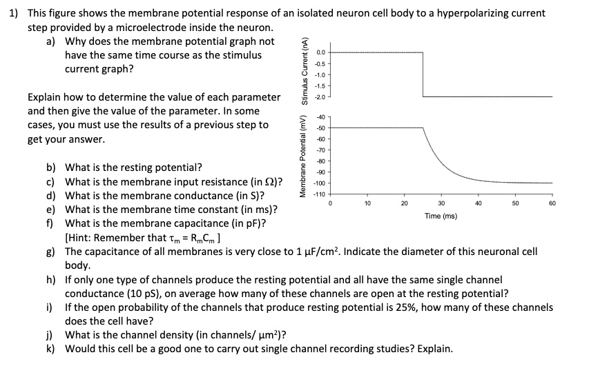1) This figure shows the membrane potential response of an isolated ...