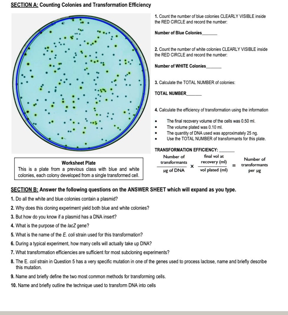 part b what is the name of the e coli strain used for this transformation during a typical ...