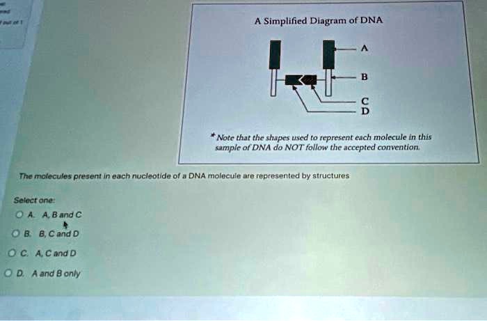 SOLVED: A Simplified Diagram of DNA A B UA *Note that the shapes used ...