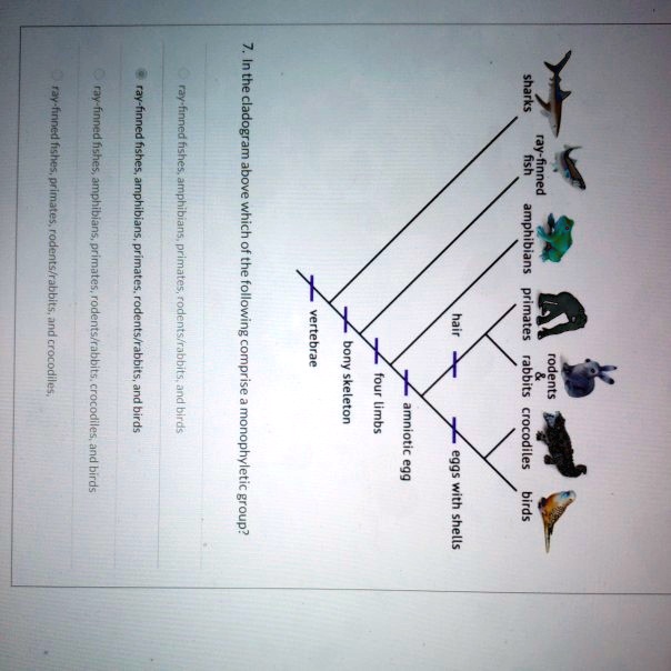 [GET ANSWER] ak nnned in the cladogram sharks 3 ray finned amphibians ...
