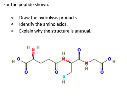 for the peptide shown draw the hydrolysis products identify the amino ...