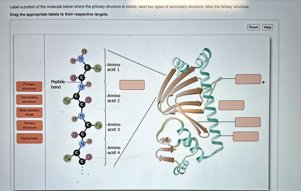 label a portion of the molecule below where the primary structure is ...