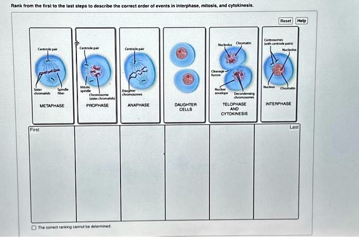 Rank from the first to the last steps to describe the correct order of ...