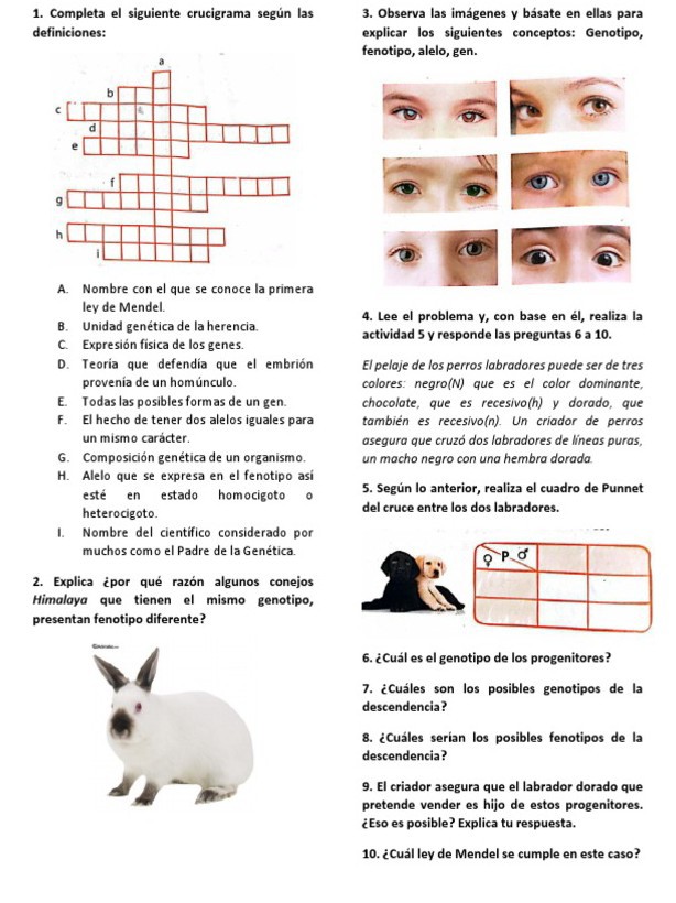 1. Completa el siguiente crucigrama según las definiciones: A. Nombre con el que se conoce la ...