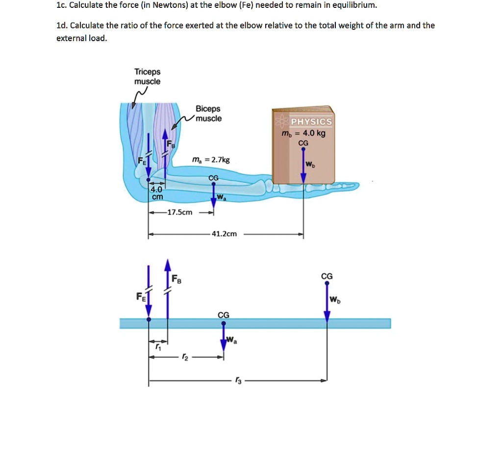 SOLVED: 1c. Calculate the force (in Newtons) at the elbow (Fe) needed to remain in equilibrium ...