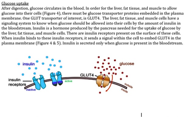 Glucose uptake After digestion, glucose circulates in the blood. In ...