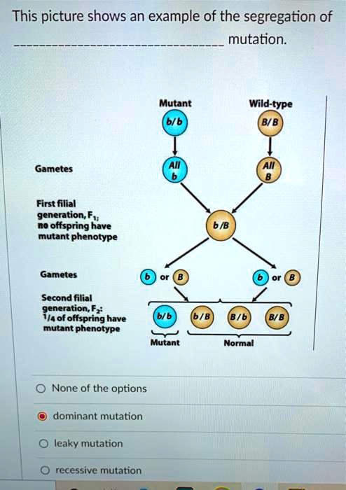 SOLVED: This picture shows an example of the segregation of mutations ...