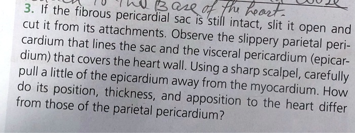 SOLVED: If the fibrous pericardium is cut from its pericardial sac and ...