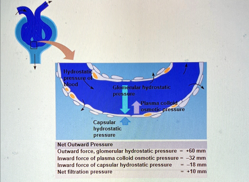 VIDEO solution: What is meant by glomerular hydrostatic pressure ...