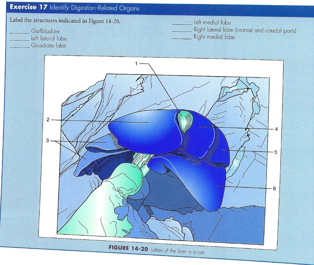 SOLVED: Exercise 17: Identify Digestion-Related Organs Label the ...