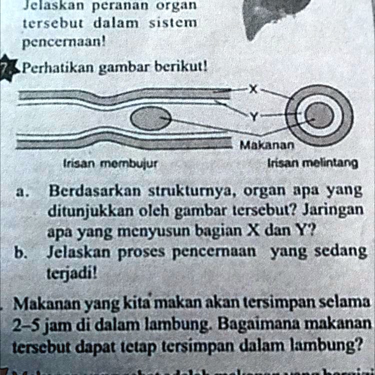 SOLVED: Perhatikan gambar berikut! Makanan Irisan membujur Irisan ...