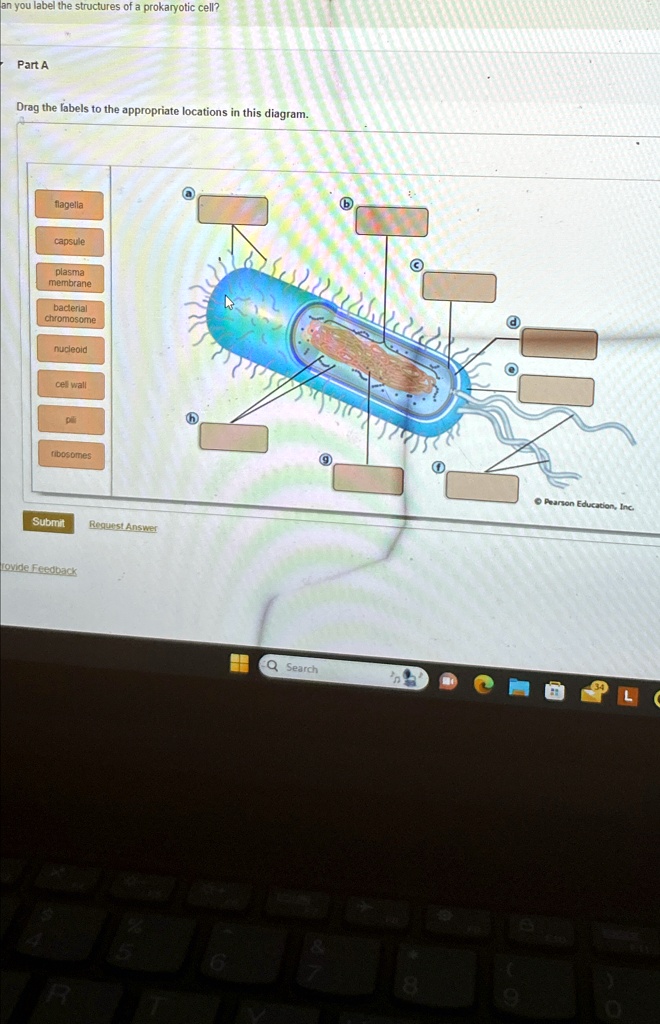 Can you label the structures of a prokaryotic cell? Part A Drag the labels to the appropriate ...
