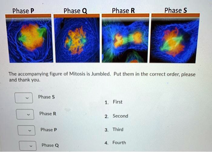 SOLVED: Phase P Phase Q Phase R Phase S The accompanying figure of ...