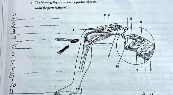 SOLVED: The following diagram depicts the patellar reflex arc. Label ...