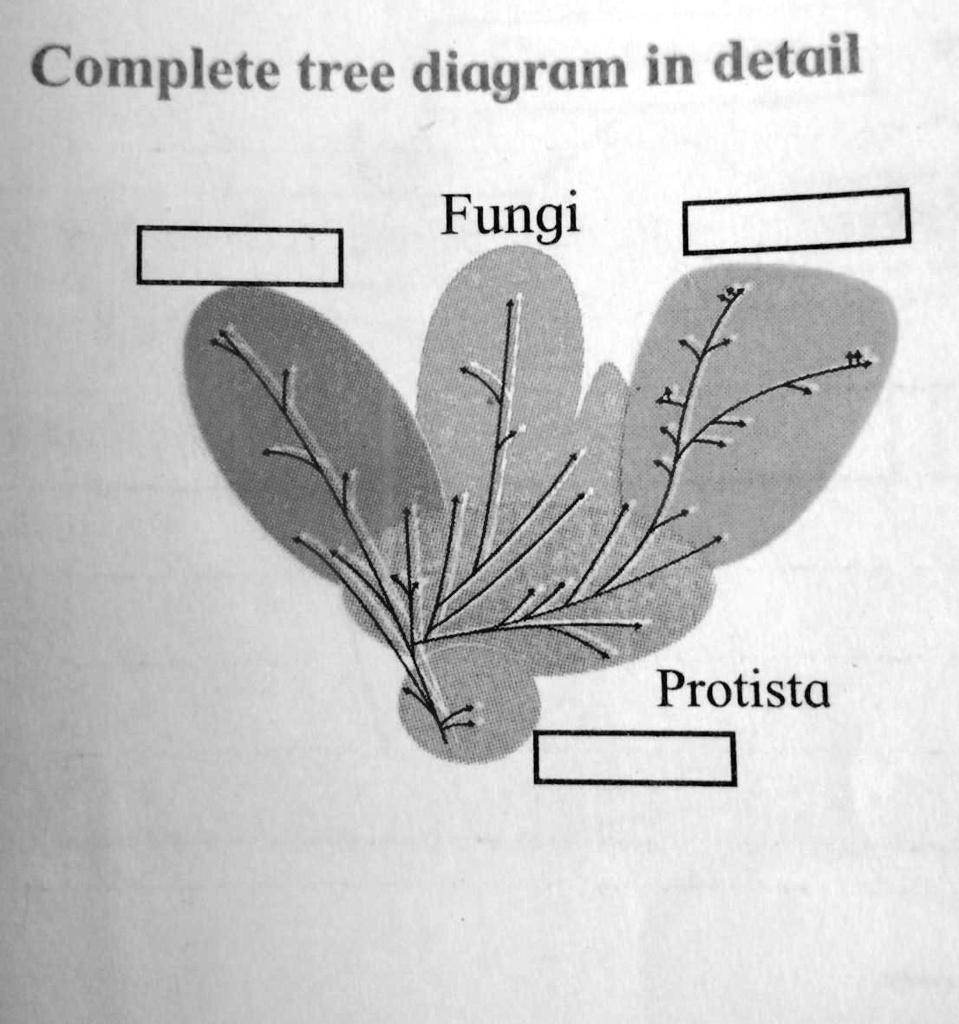 SOLVED: 'Complete tree diagram Complete tree diagram in detail Fungi ...