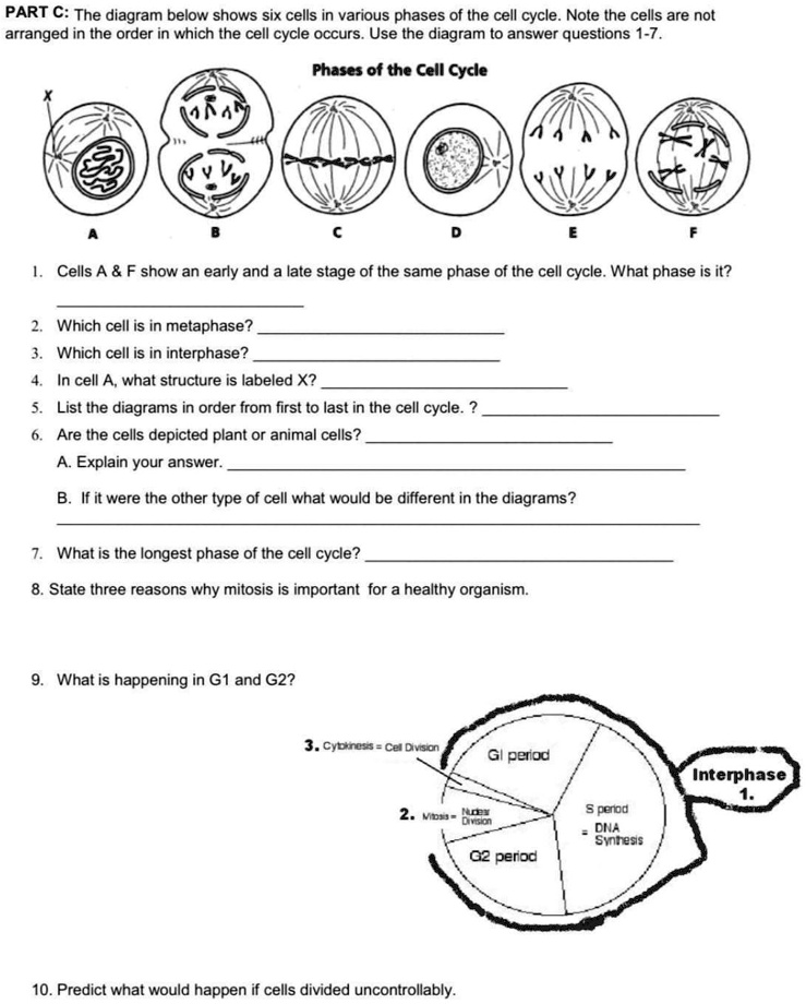 part c the diagram below shows six cells in various phases of the cell cycle note the cells are ...